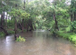 Mary River Cod (Maccullochella mariensis)